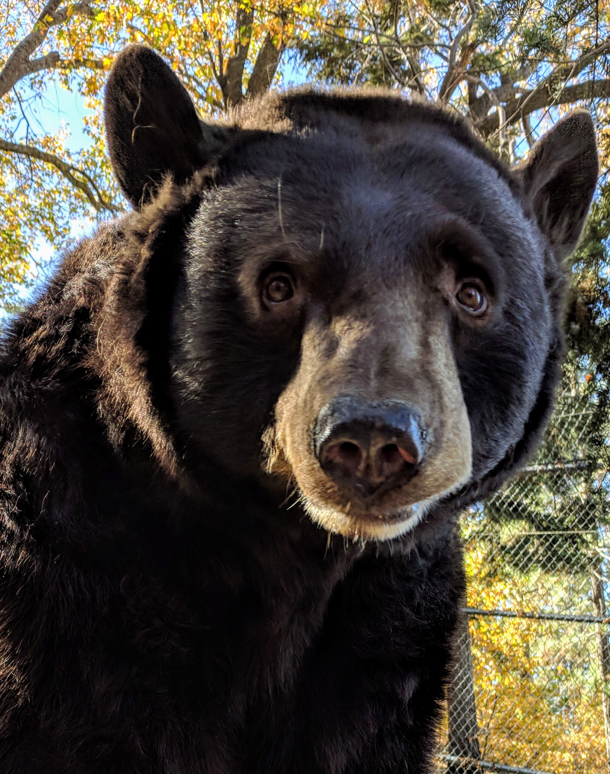 Little Bear | Life, Magic, Mischief _______ with Kyle Mosher